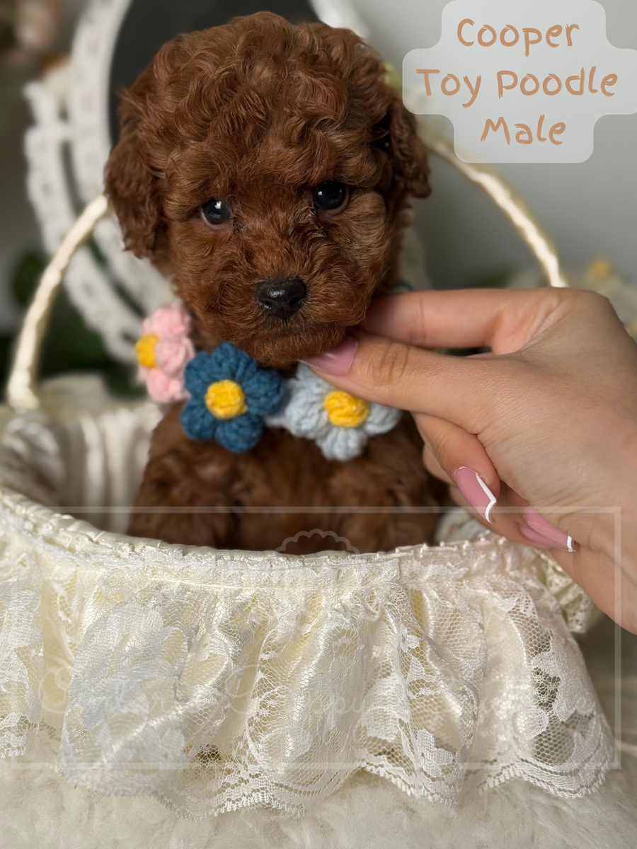 Cooper - Toy Poodle - Male – Ontario Puppy Boutique